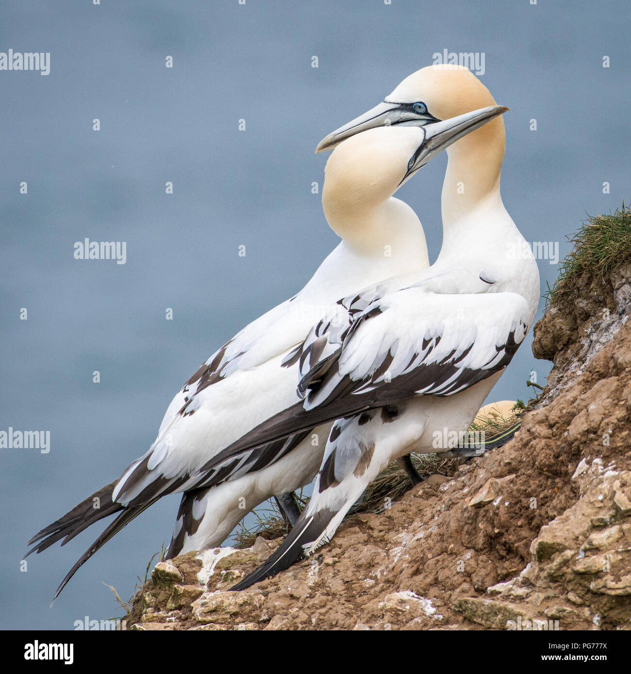 Two birds preening hi-res stock photography and images - Alamy