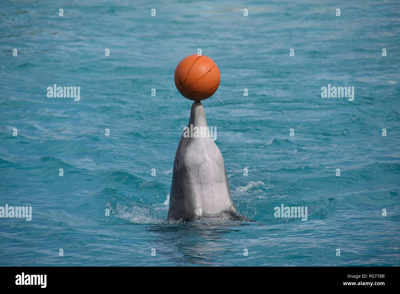 Dolphin balancing a ball Stock Photo - Alamy