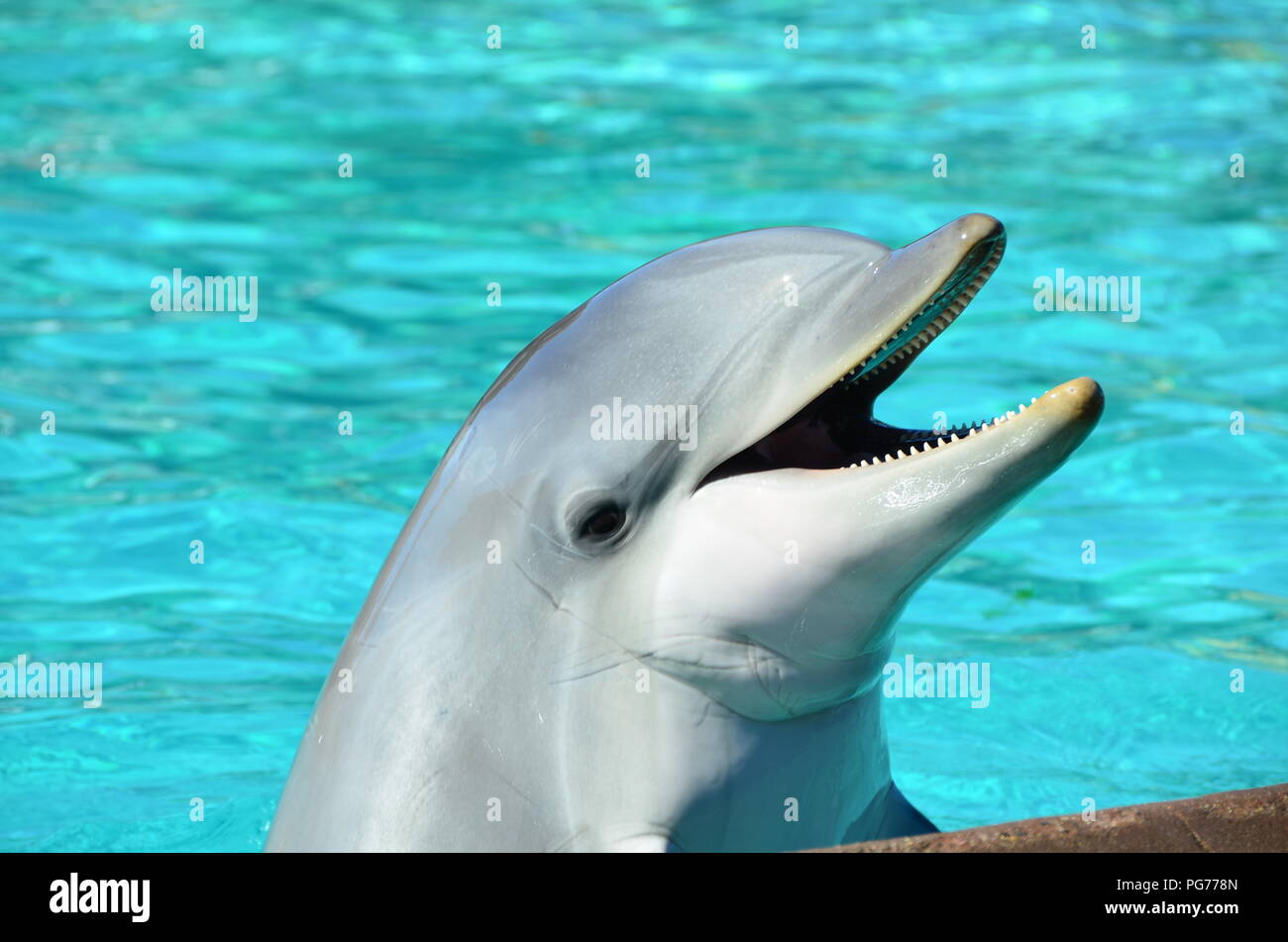 Smiling dolphin hi-res stock photography and images - Alamy