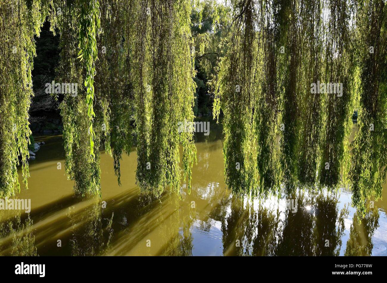 Public park willow tree hi-res stock photography and images - Alamy