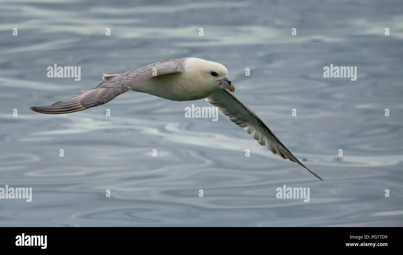 Fulmar (Fulmarus glacialis) Flying Over Sea Stock Photo - Alamy