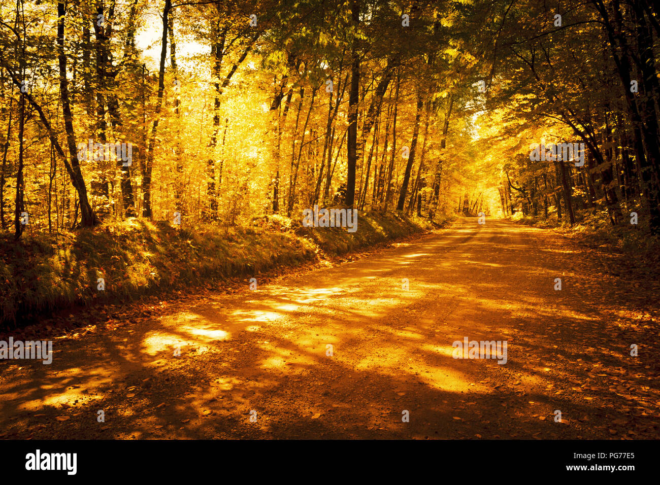 Fall golden road Stock Photo - Alamy