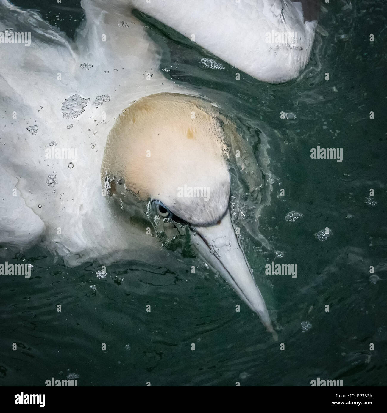 Gannet, (Morus bassanus) Surfacing After Dive Stock Photo - Alamy