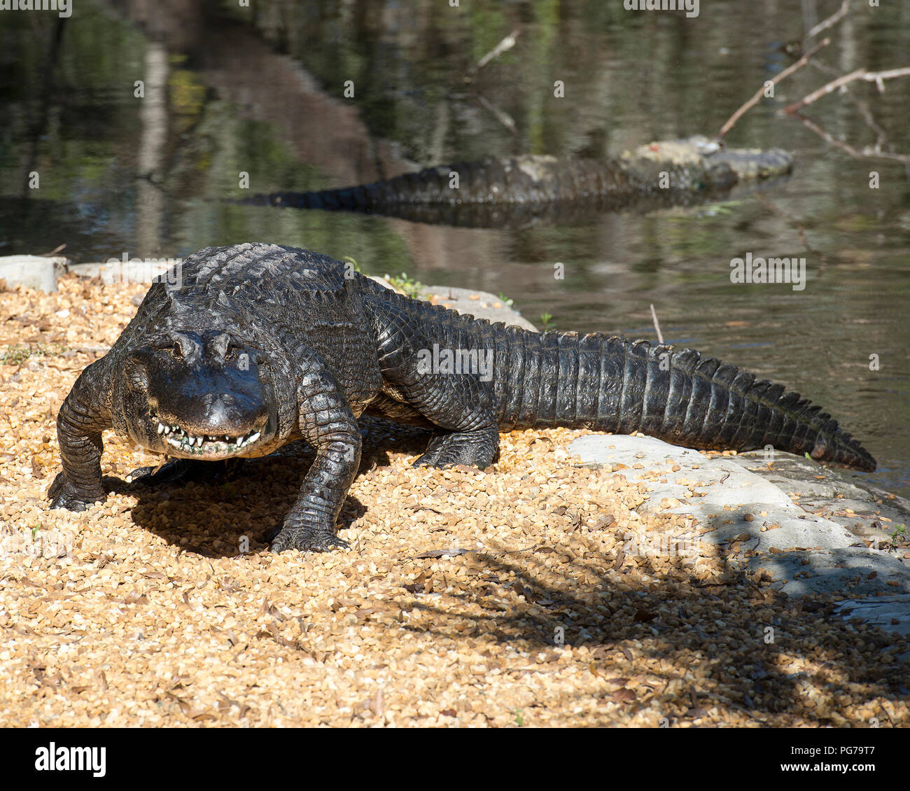 Alligator animal by the water on a rock in its surrounding and ...