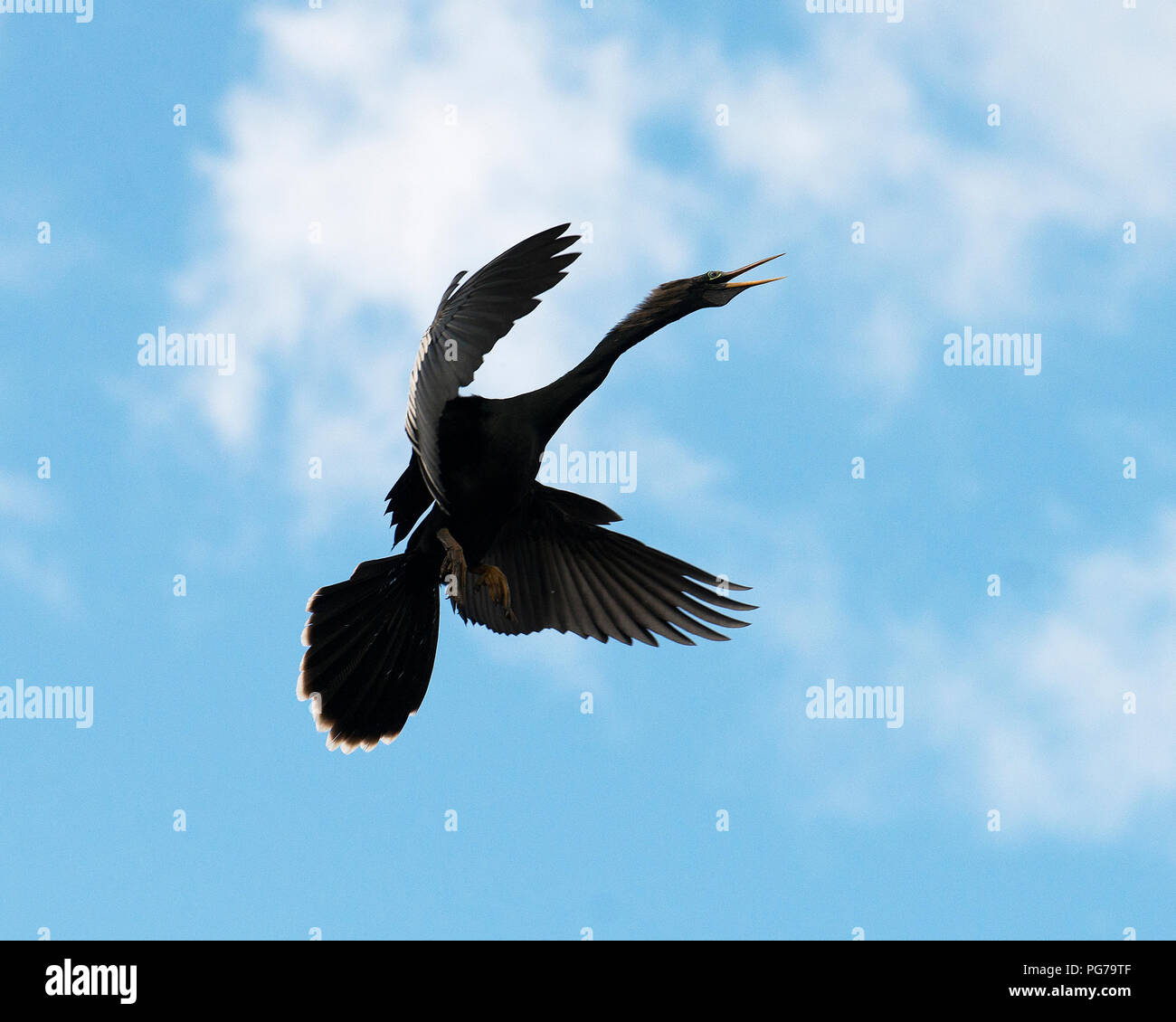 Anhinga male bird flying with a beautiful blue sky and clouds ...