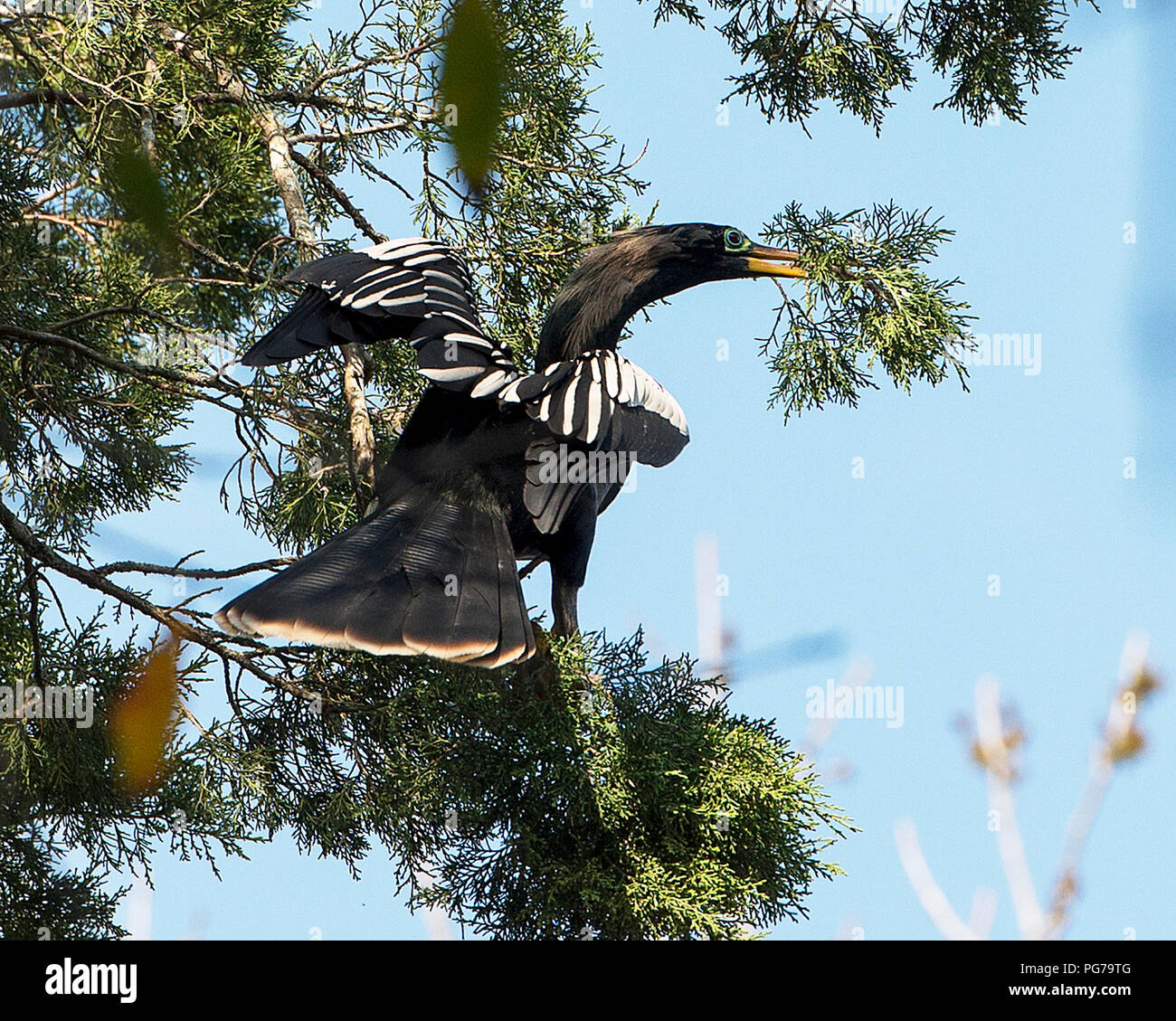 Anhinga male bird perched with spread wings on a tree branch with a ...