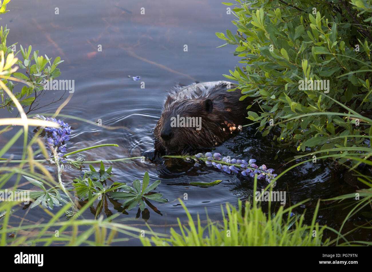 Beaver close up head enjoying its surrounding and environment Stock ...