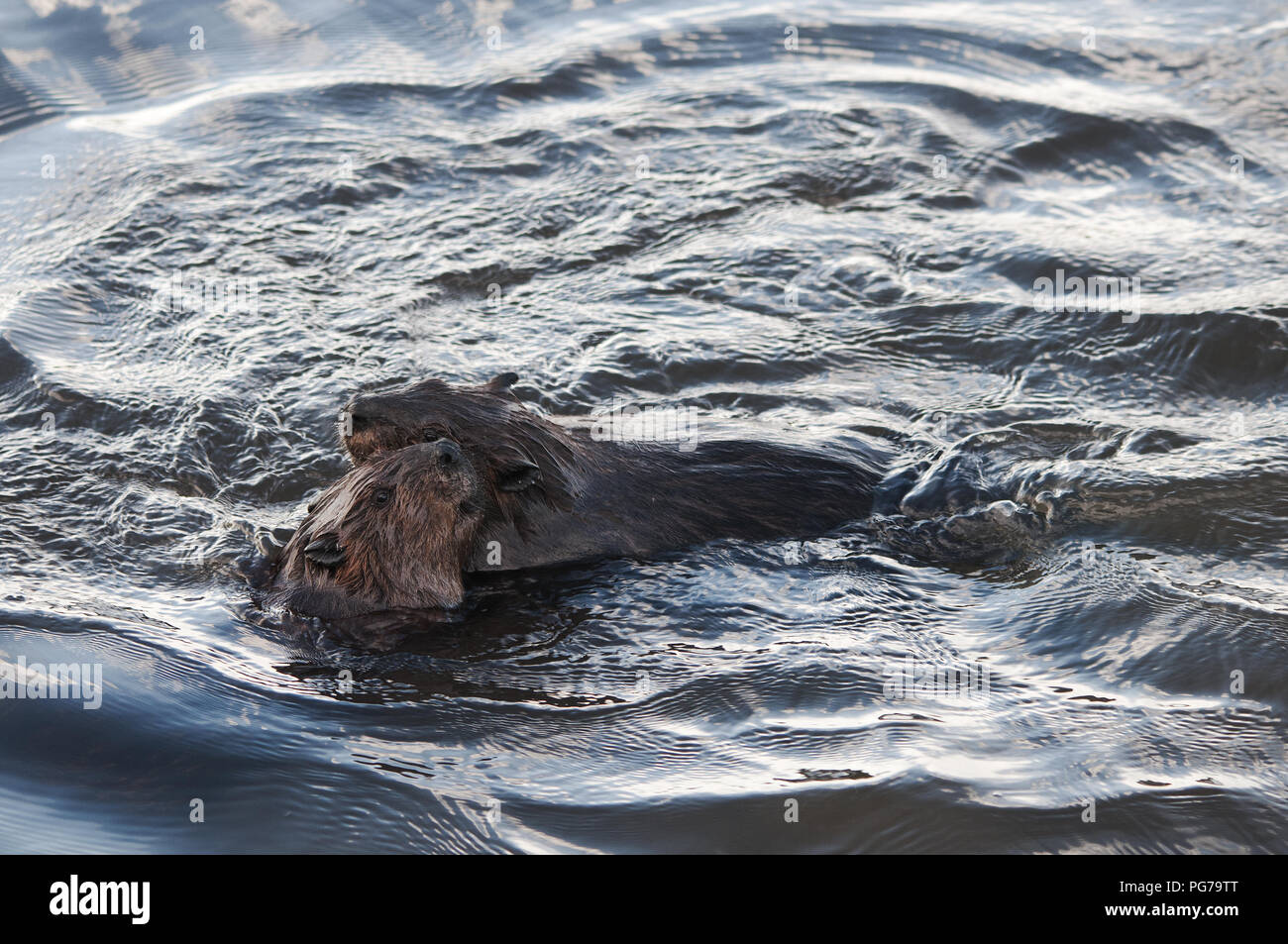 Beaver close up head profile view in its surrounding and environment ...