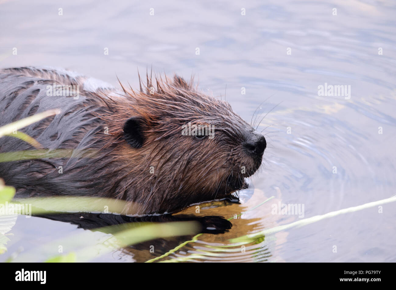 Beaver profile view hi-res stock photography and images - Alamy