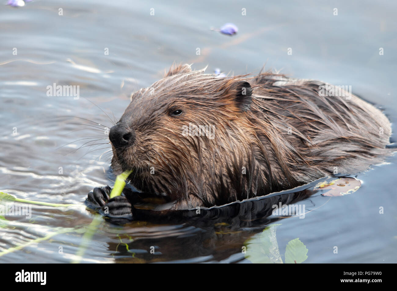 Beaver close up head profile view in its surrounding and environment ...