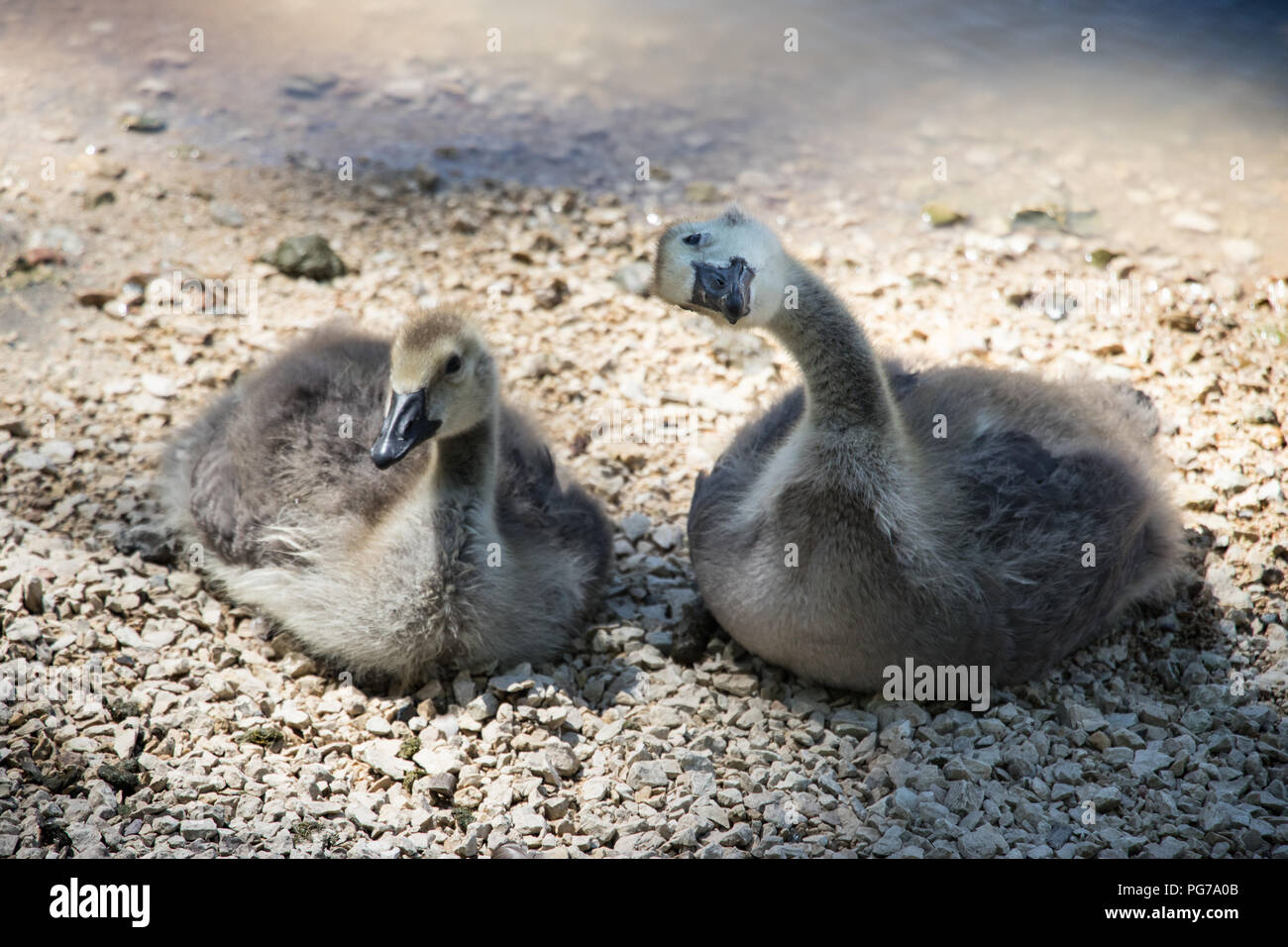 Canada geese fluffy baby bird hi-res stock photography and images - Alamy