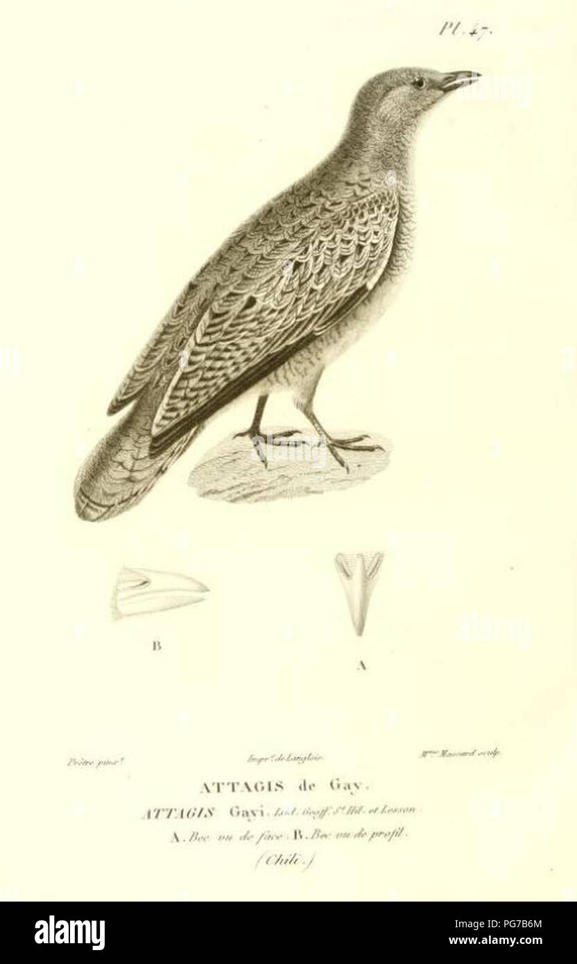 Gayi hi-res stock photography and images - Alamy