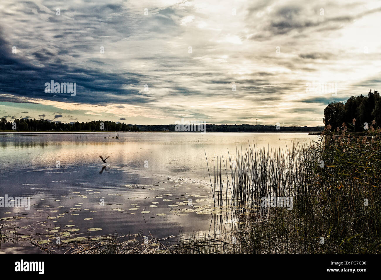Scared duck hi-res stock photography and images - Alamy