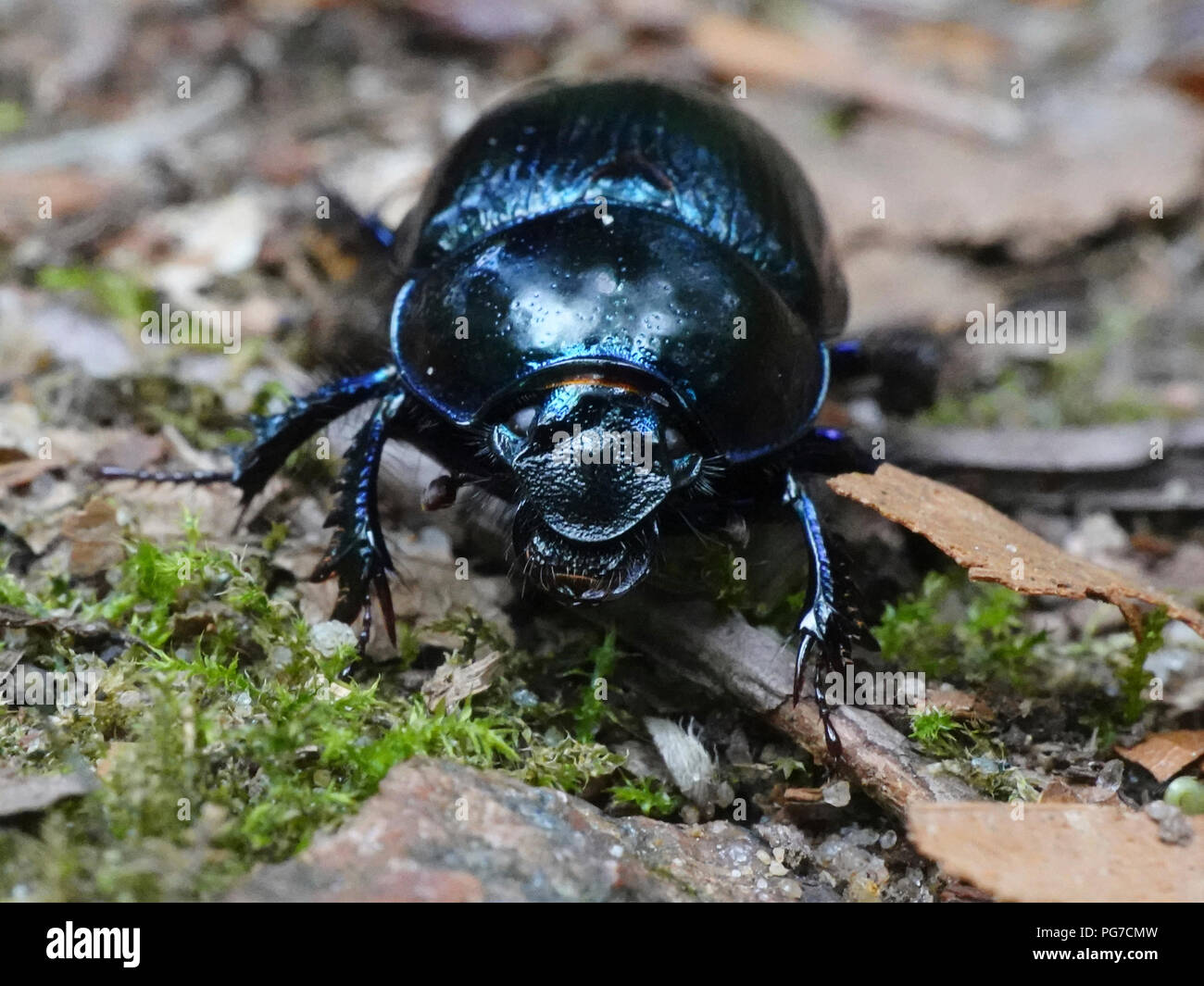 Dor beetle geotrupes stercorarius in hi-res stock photography and ...