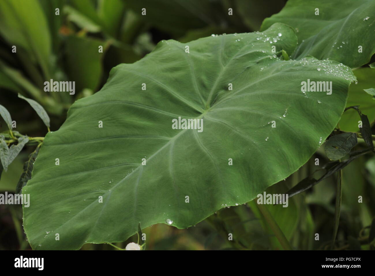 Beautiful nature view for nature lovers raindrop in leaf .rainy season ...