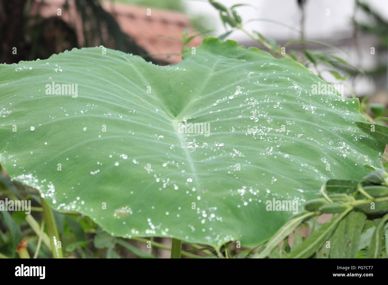 Beautiful nature view for nature lovers raindrop in leaf .rainy season ...