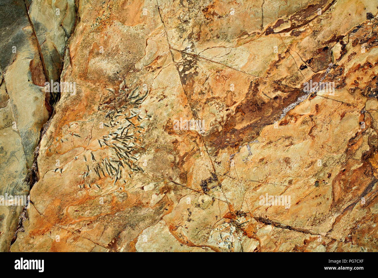 Details of patterns and colours in rock, with fossil remains at Dingle ...