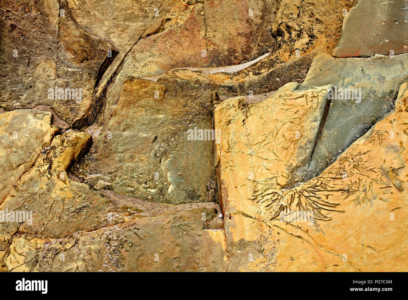 Details of patterns and colours in rock, with fossil remains at Dingle ...