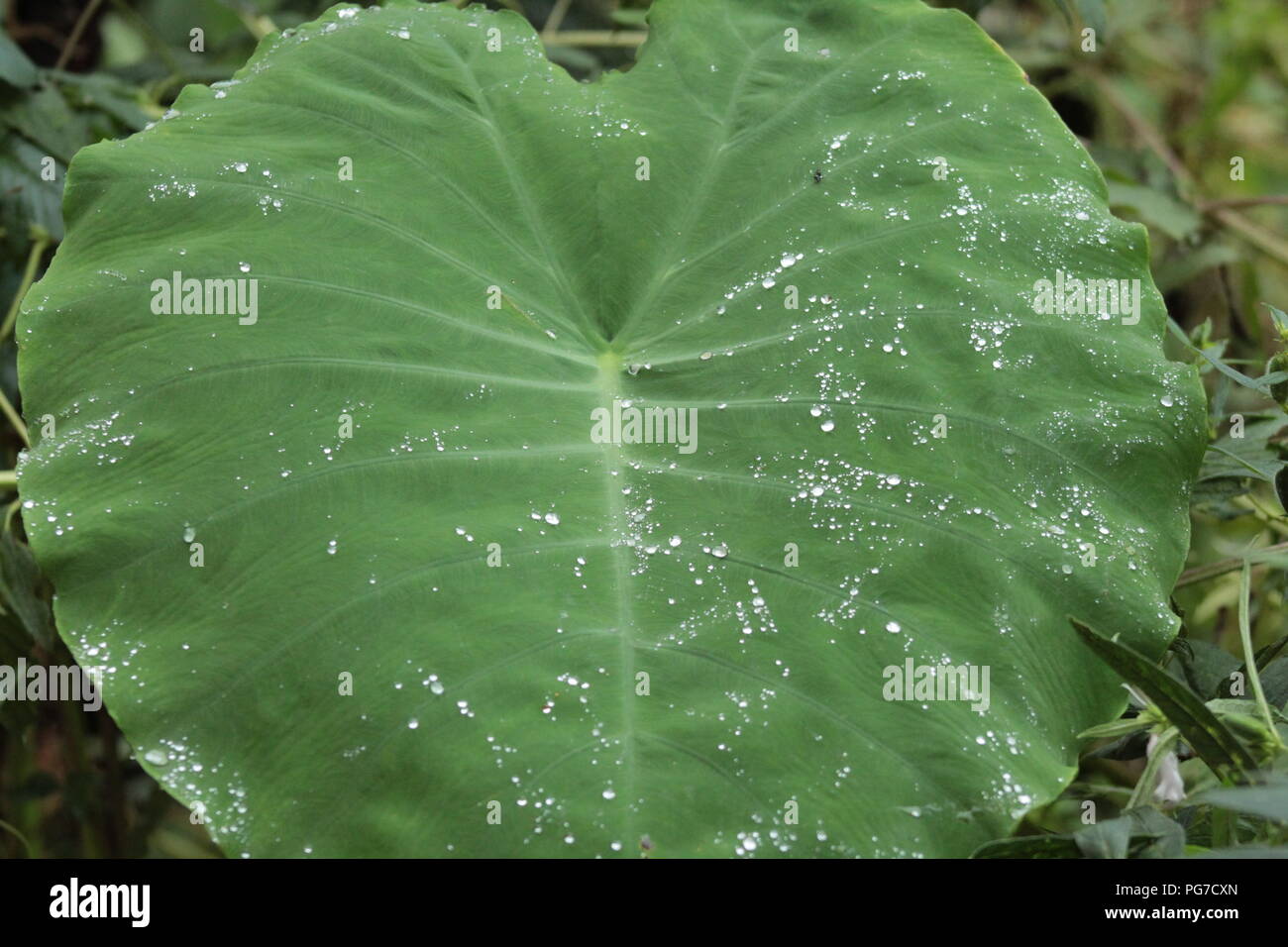 Beautiful nature view for nature lovers raindrop in leaf .rainy season ...