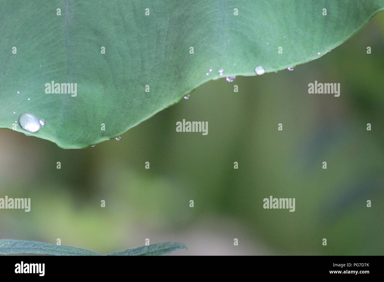 Beautiful nature view for nature lovers raindrop in leaf .rainy season ...