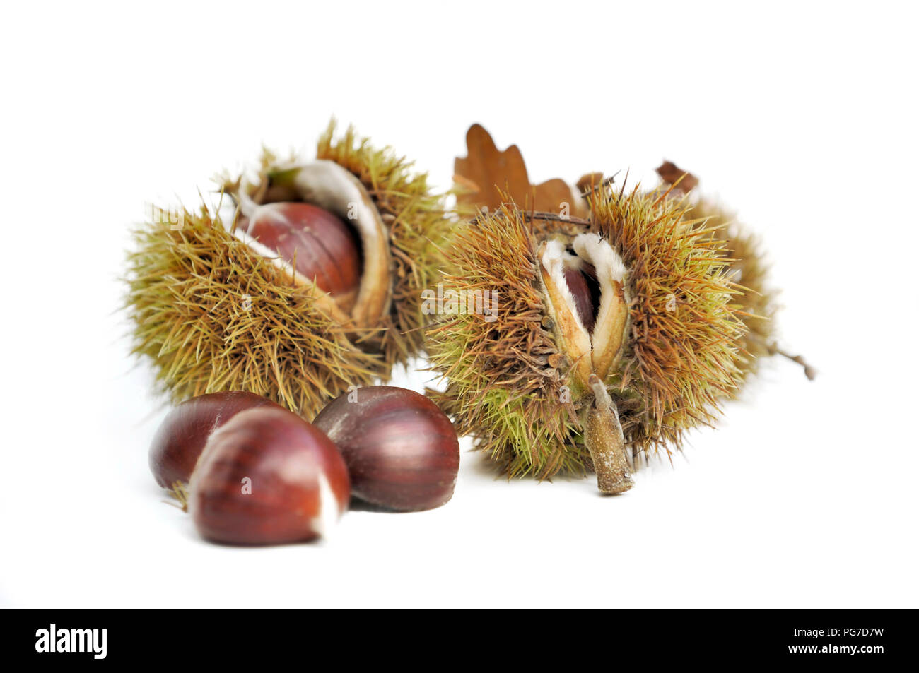 Sweet chestnut in their prickly shell isolated on white background ...