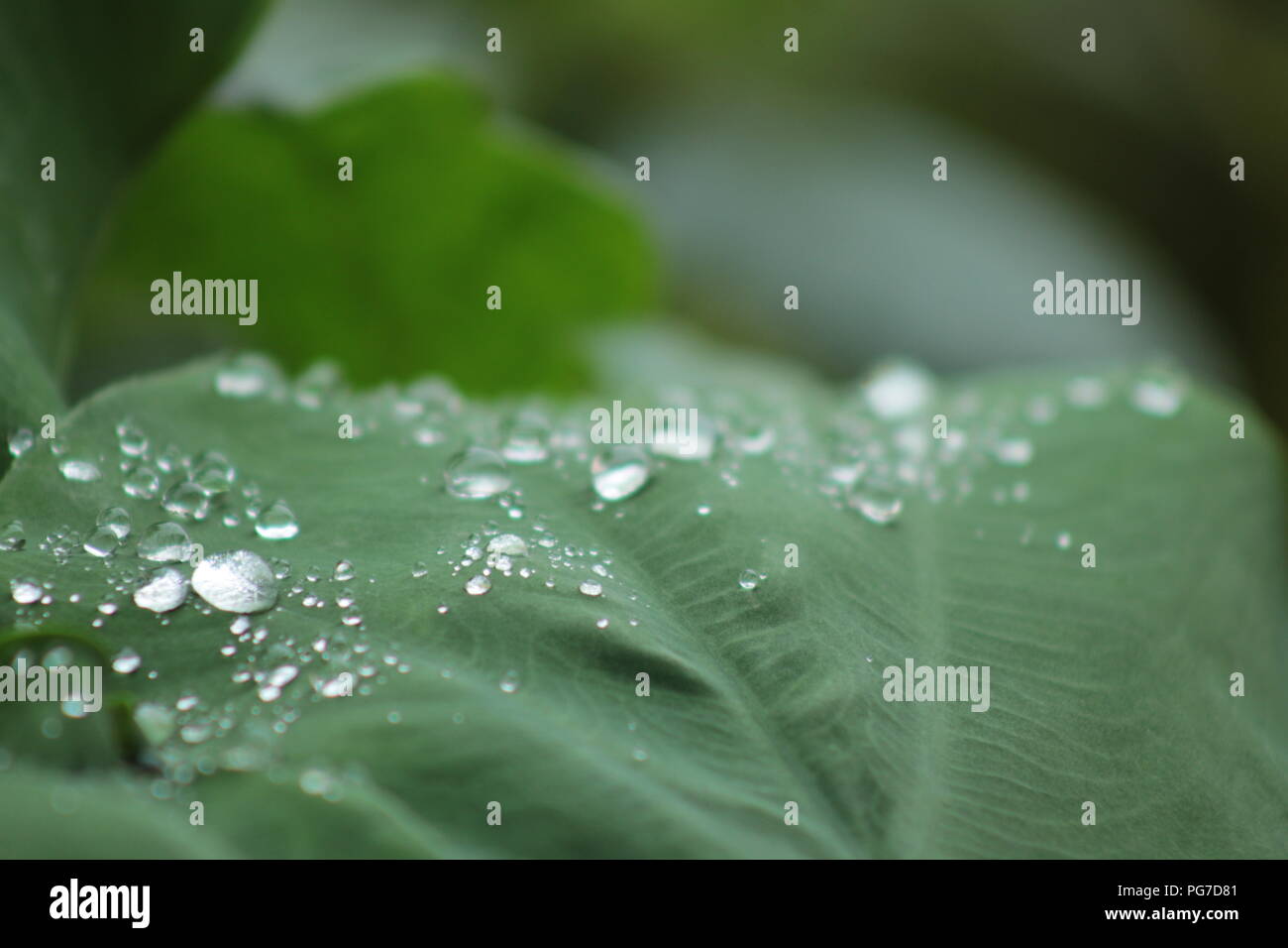 Beautiful nature view for nature lovers raindrop in leaf .rainy season-best view Stock Photo - Alamy