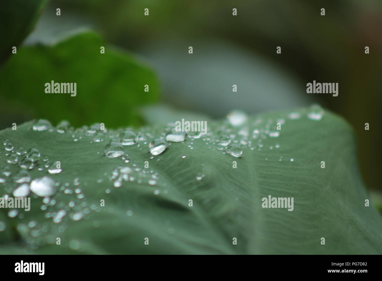 Beautiful nature view for nature lovers raindrop in leaf .rainy season ...