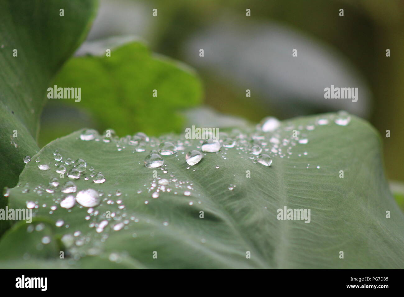 Beautiful nature view for nature lovers raindrop in leaf .rainy season ...