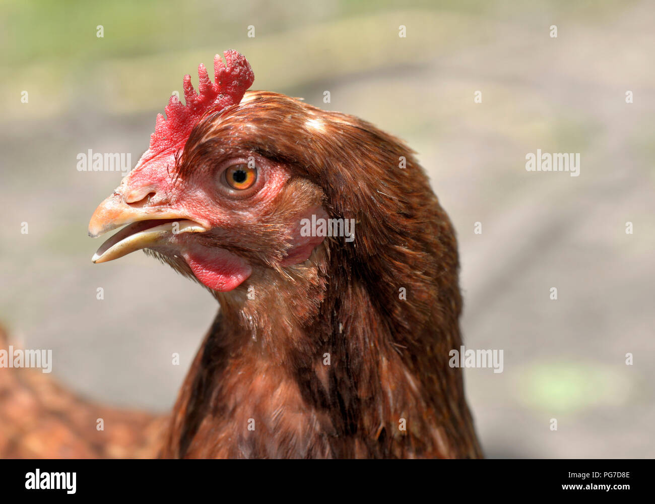 close on the head of a red hen Stock Photo - Alamy