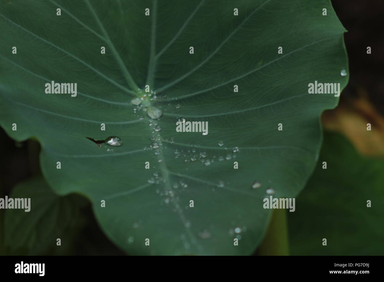 Beautiful nature view for nature lovers raindrop in leaf .rainy season ...