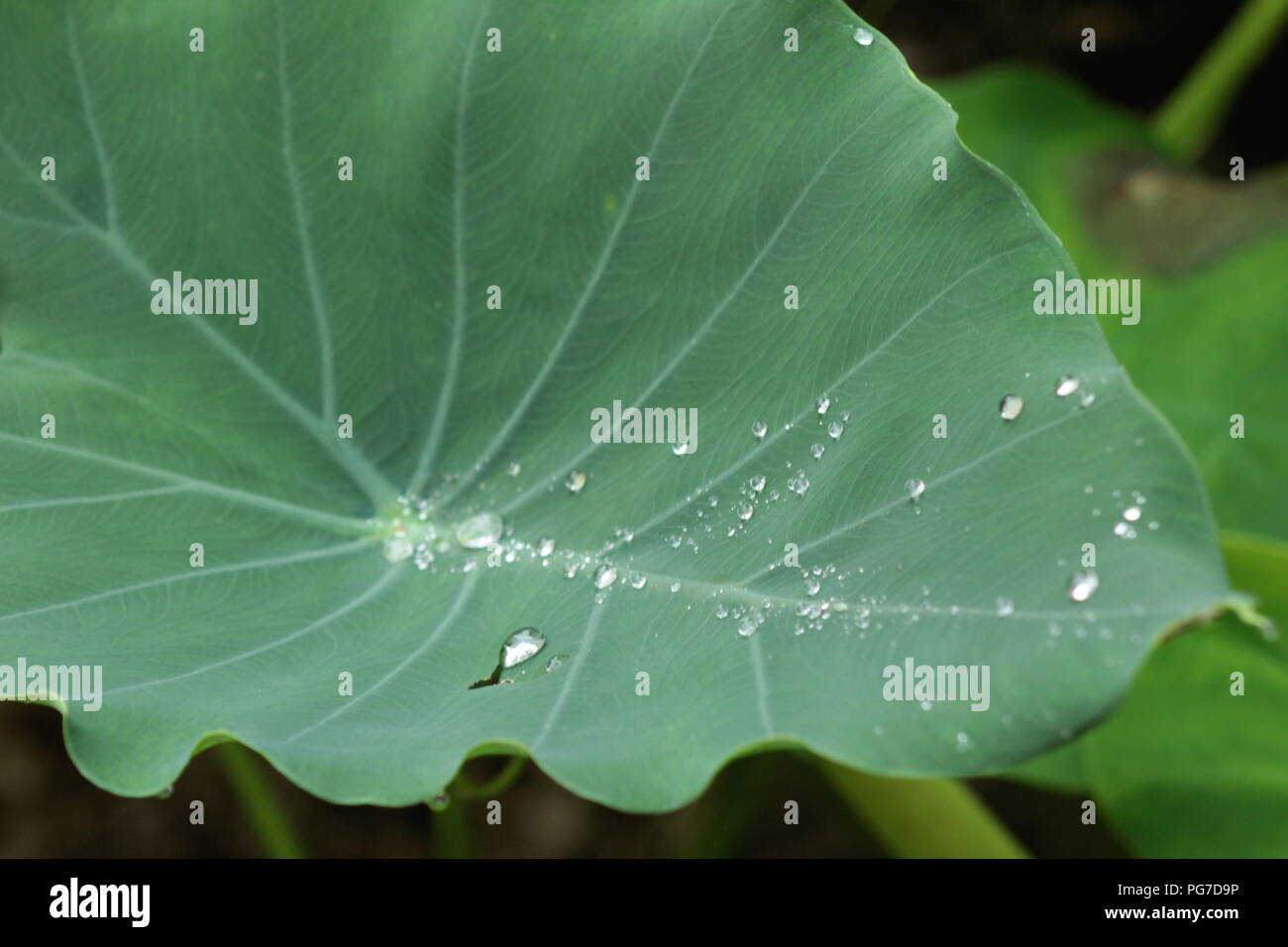 Beautiful nature view for nature lovers raindrop in leaf .rainy season ...