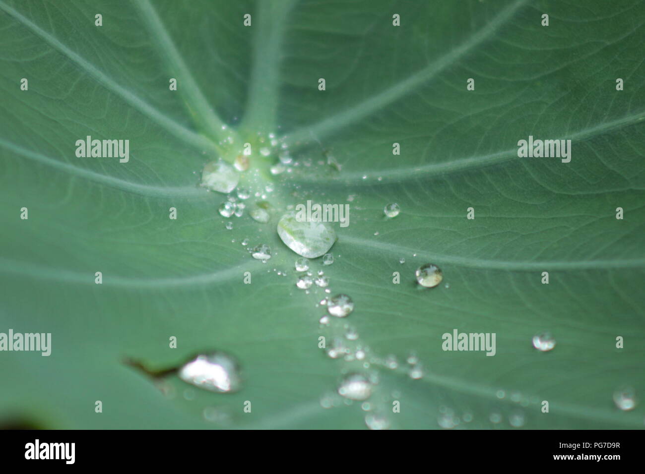 Beautiful nature view for nature lovers raindrop in leaf .rainy season ...