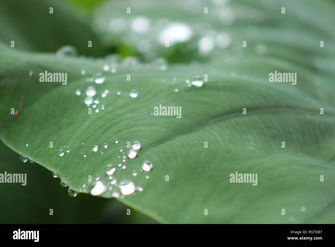 Beautiful nature view for nature lovers raindrop in leaf .rainy season ...