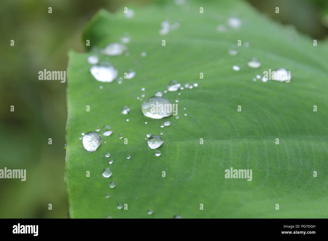 Beautiful nature view for nature lovers raindrop in leaf .rainy season ...