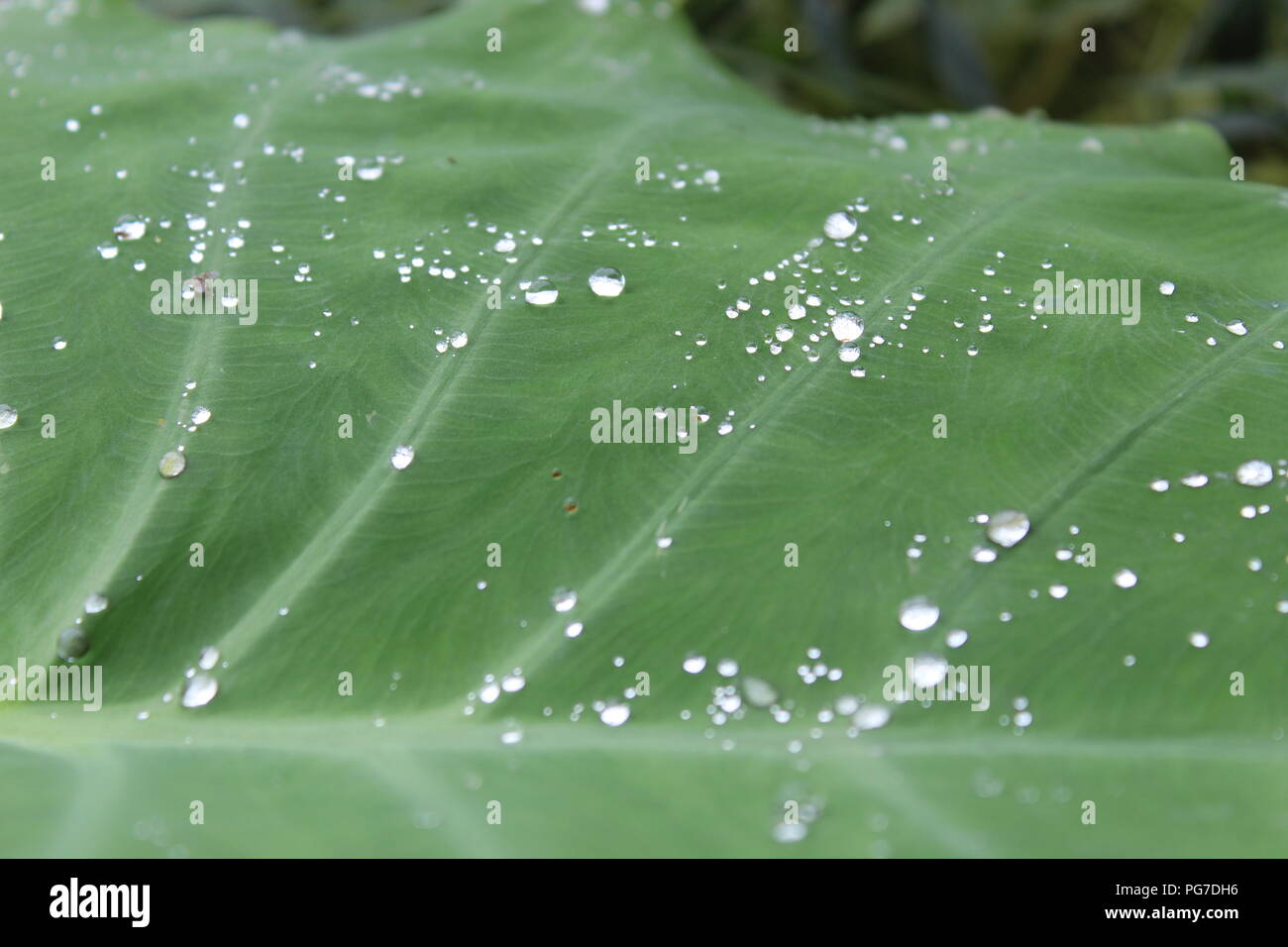 Beautiful nature view for nature lovers raindrop in leaf .rainy season ...