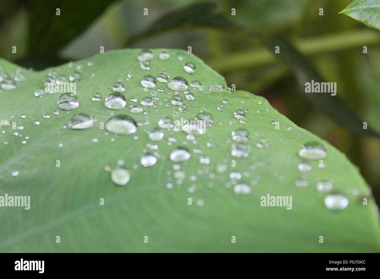 Beautiful nature view for nature lovers raindrop in leaf .rainy season ...
