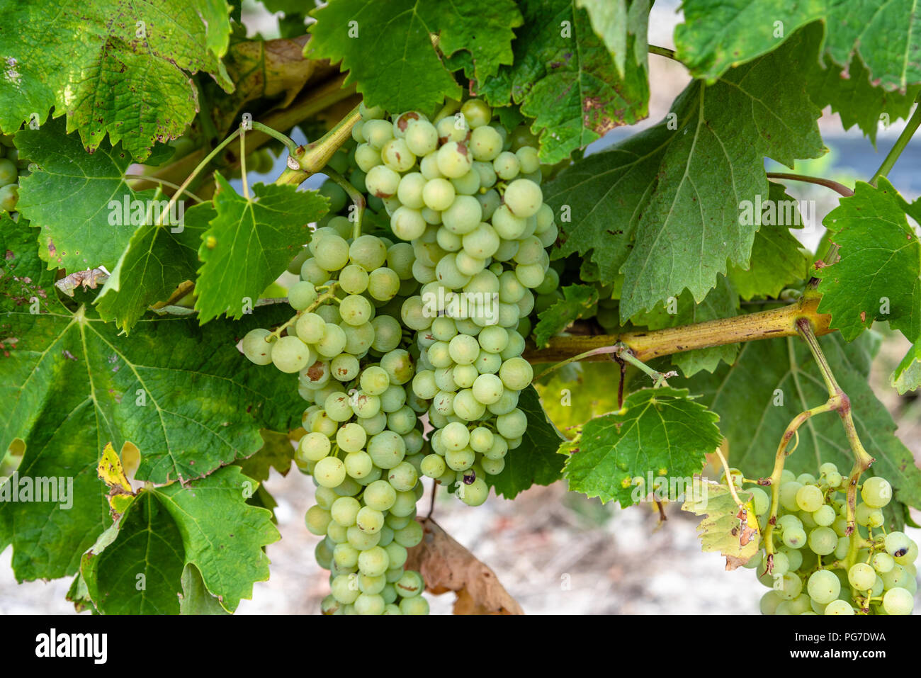 Sauvignon blanc grapes hi-res stock photography and images - Alamy