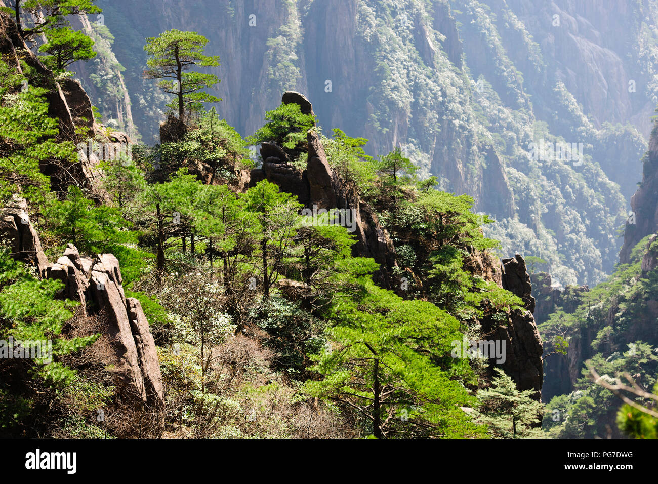 Twisted Pines,Clouds,Pinacles,Cliff Faces,RocksYellow Mountains,Huang ...