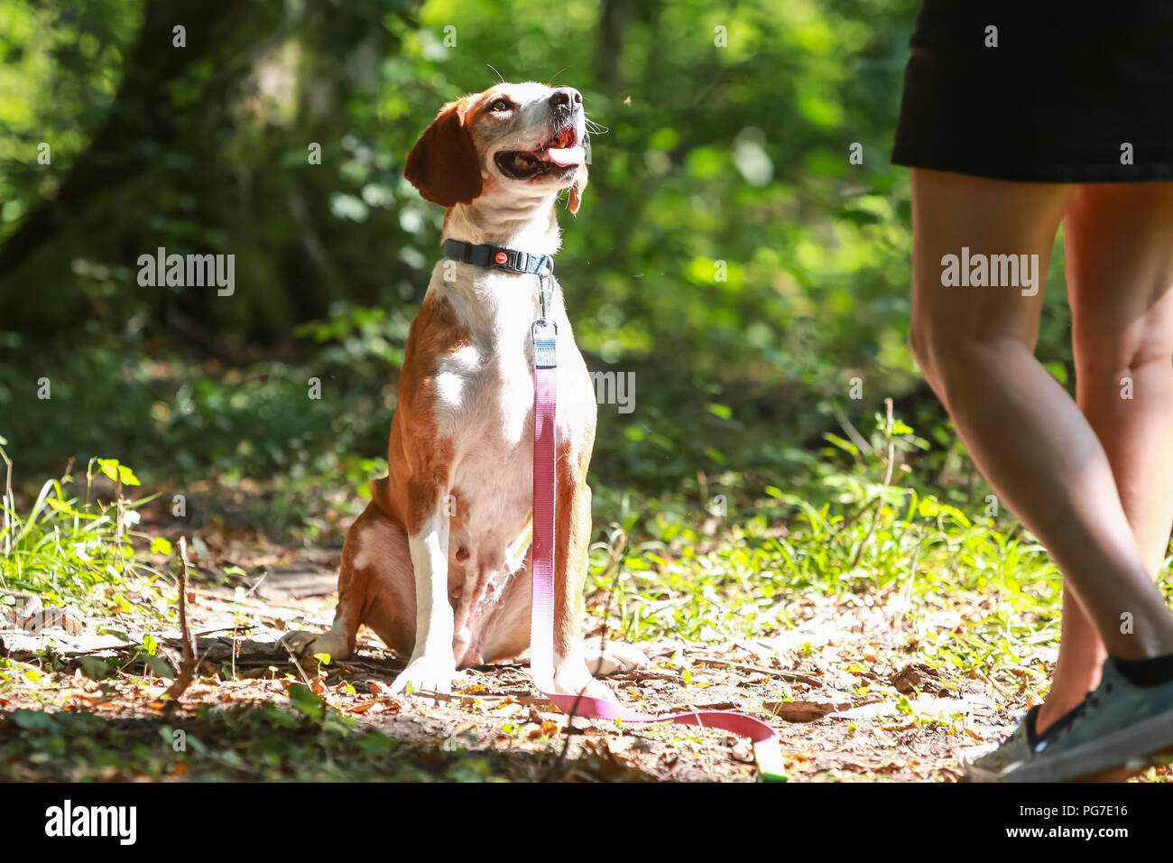 Brown white hunting female dog from animal shelter in the forest Stock ...