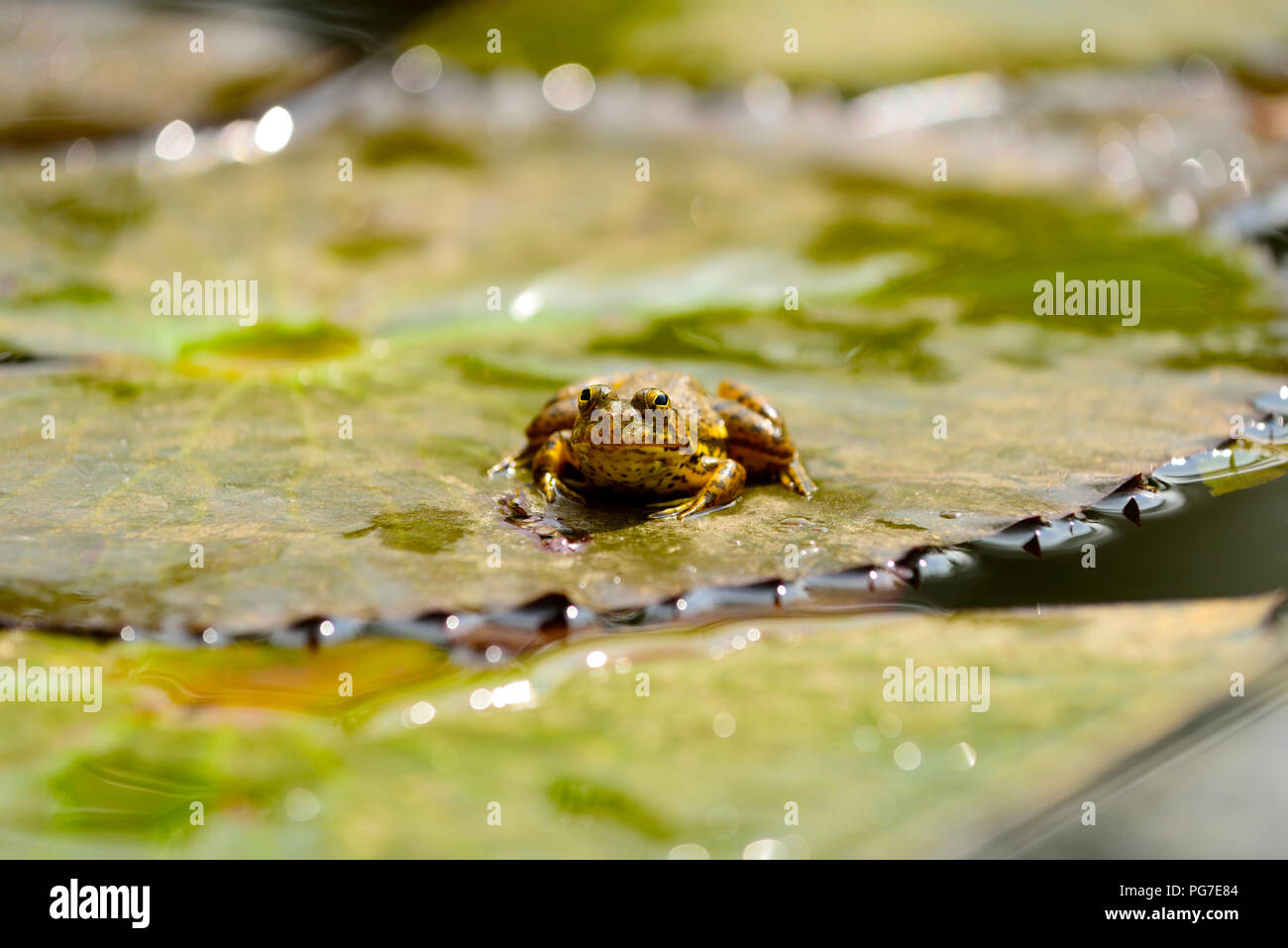 Frog with lotus leaf hi-res stock photography and images - Alamy