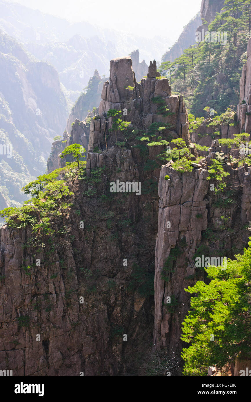 Twisted Pines,Clouds,Pinacles,Cliff Faces,RocksYellow Mountains,Huang ...