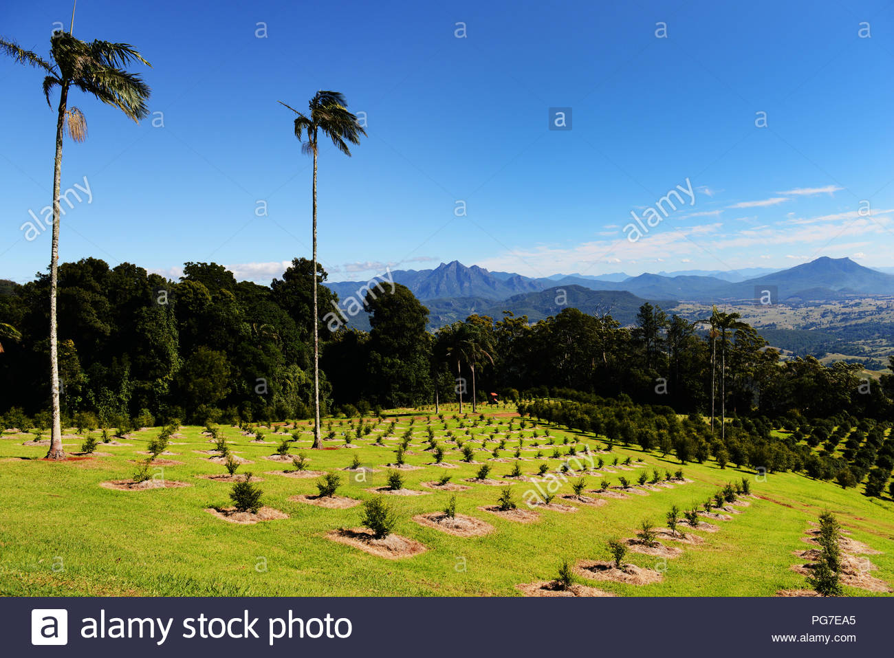 Australian Finger Lime Citrus Australasica High Resolution Stock ...