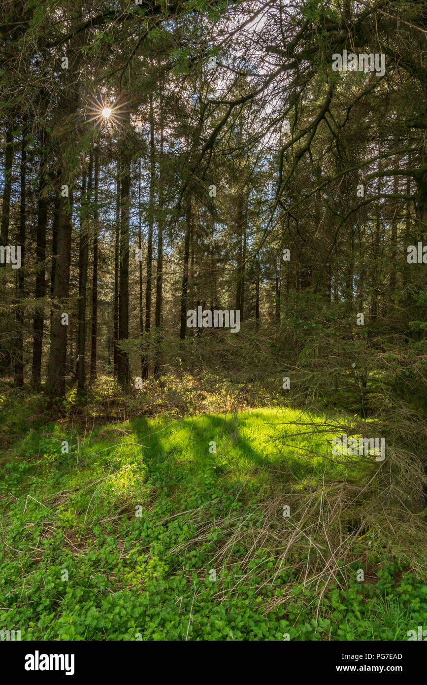 Trees with the sun shining through near Shelve, Shropshire, England, UK ...