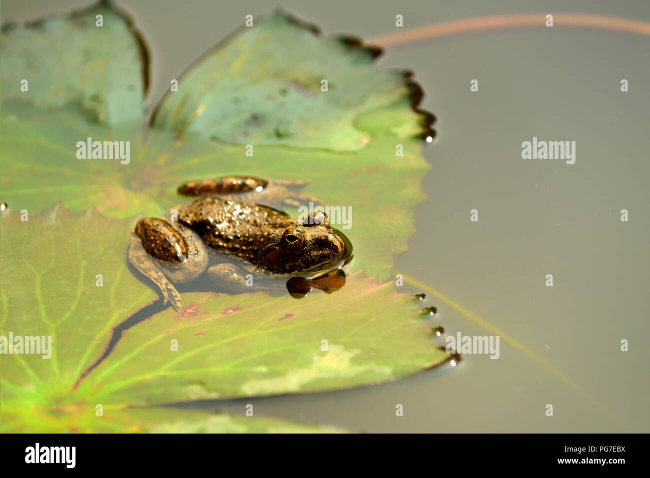 Frog with lotus leaf hi-res stock photography and images - Alamy
