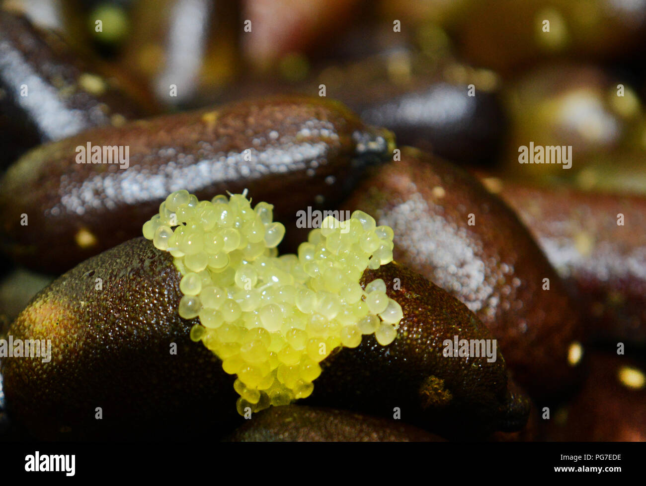 Australian Finger lime ( Caviar lime ) is an indigenous fruit growing ...