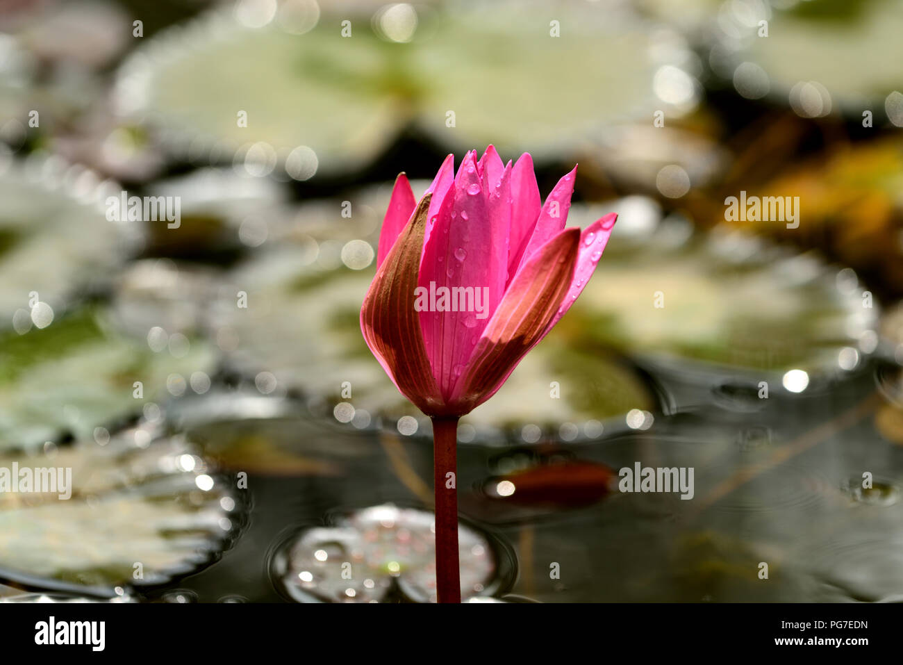Lotus flower kerala hi-res stock photography and images - Alamy