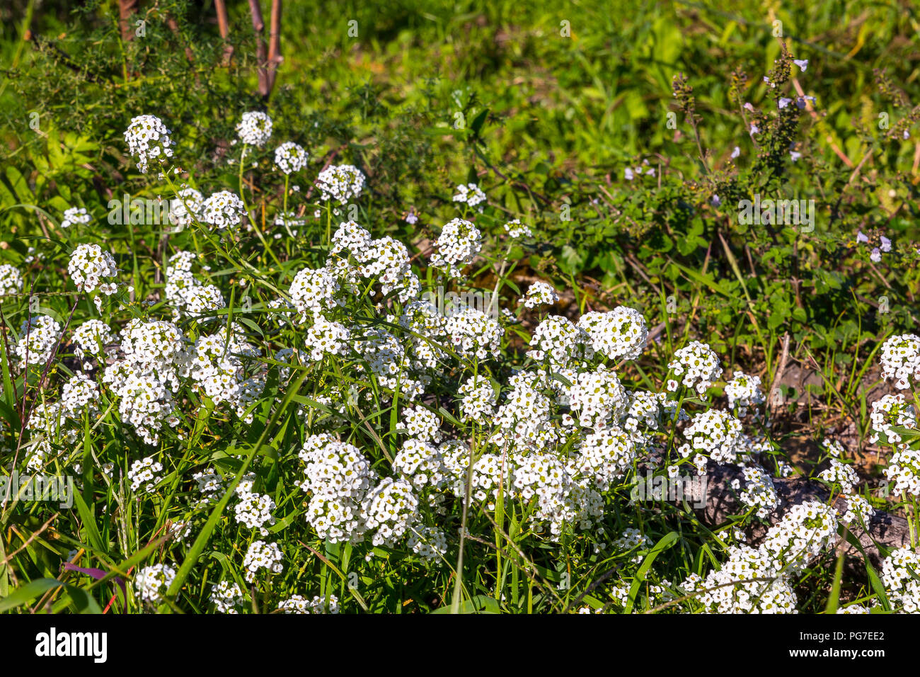 White wild flowers hi-res stock photography and images - Alamy