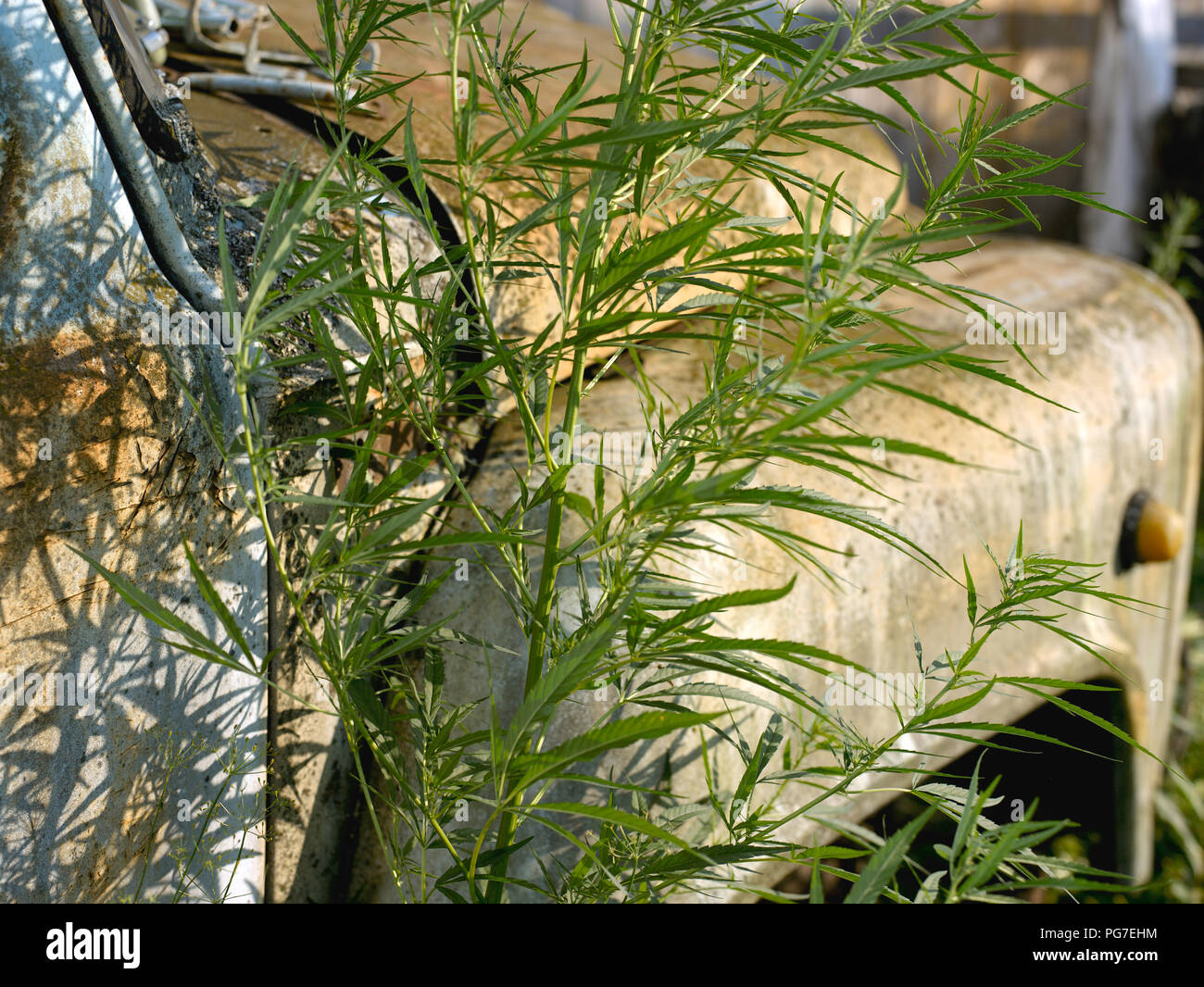 Plant growing abandoned car hi-res stock photography and images - Alamy