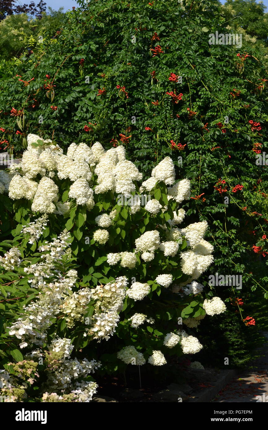 White hydrangea paniculata and red campsis (trumpet creeper, trumpet ...