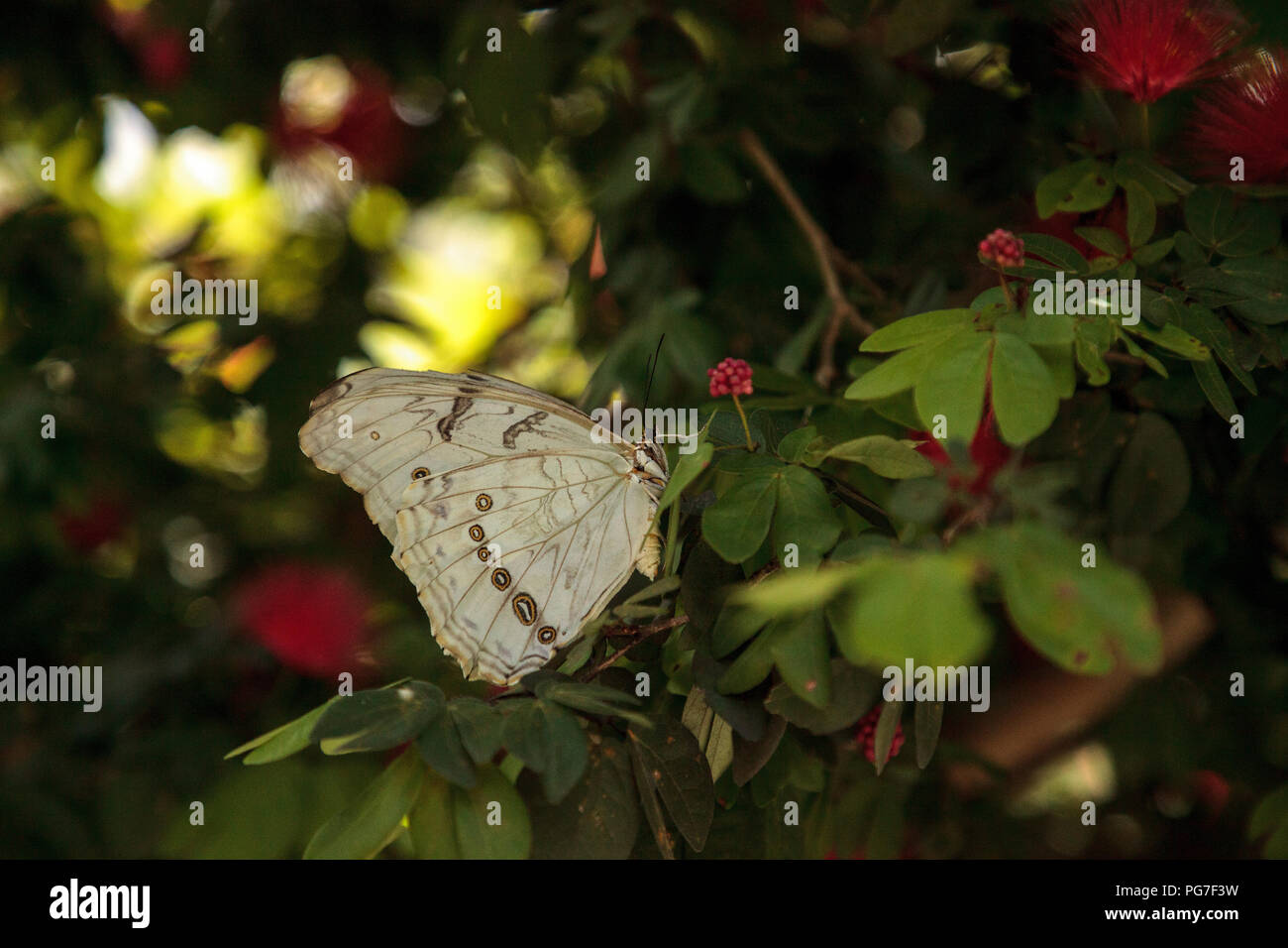 White morpho butterfly Morpho polyphemus perches on a tree in a garden ...